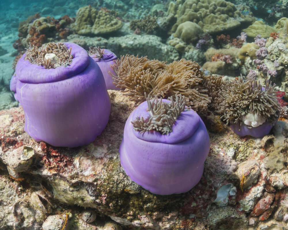 L'anémone de mer magnifique (Heteractis magnifica) | Cnidaires | Vie marine