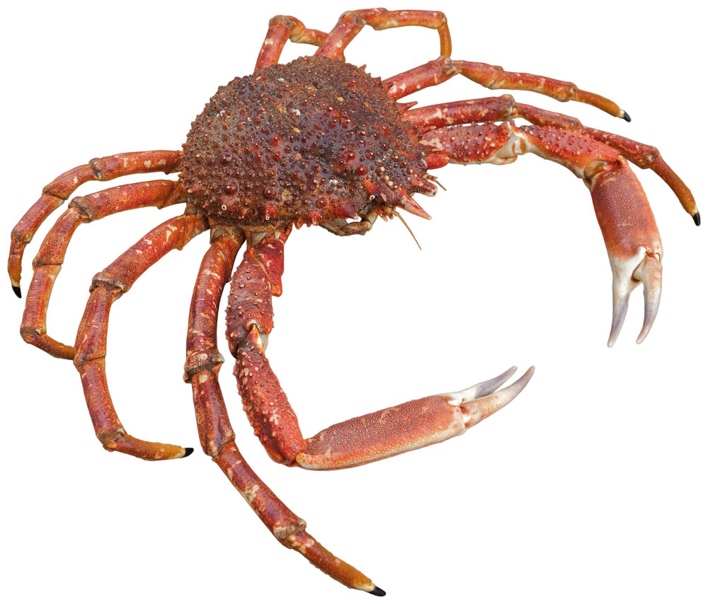 Bio marine, les crustacés, le crabe araignée de Méditerranée