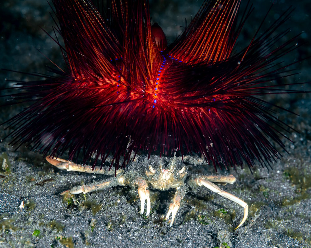 Le crabe porte-oursins (Dorippe frascone) | Crustacés | Vie marine