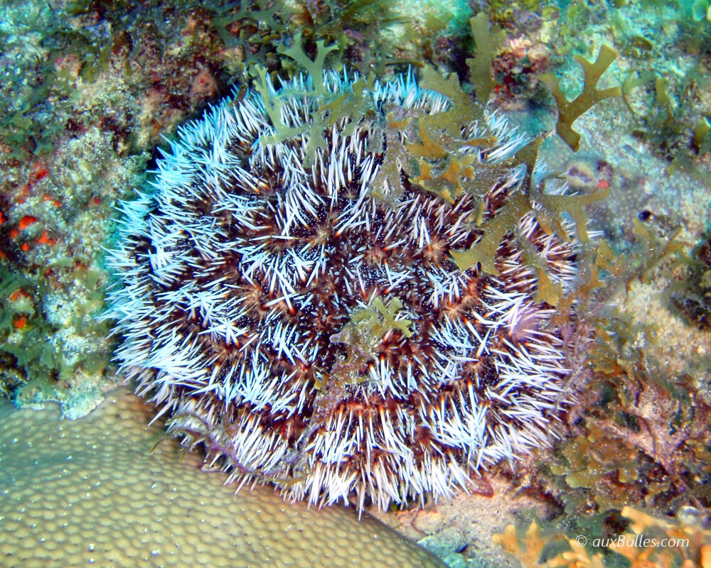 The west indian sea egg (Tripneustes ventricosus) | Echinoderms ...