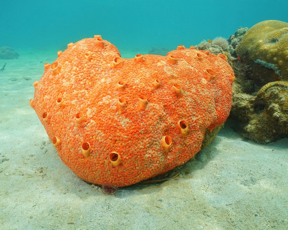Bio marine, les éponges, l'éponge perforante rouge