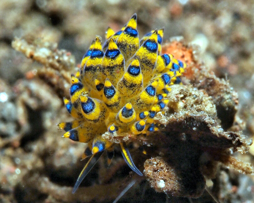 La limace de mer stiliger ornée (Stiliger ornatus) | Mollusques marins ...