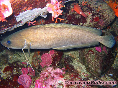 La flore et la faune sous-marines : Mostelle brune physis physis