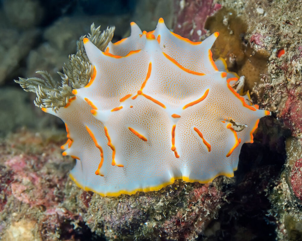 L'halgerda bonbon (Halgerda bacalusia) | Nudibranches | Mollusques ...