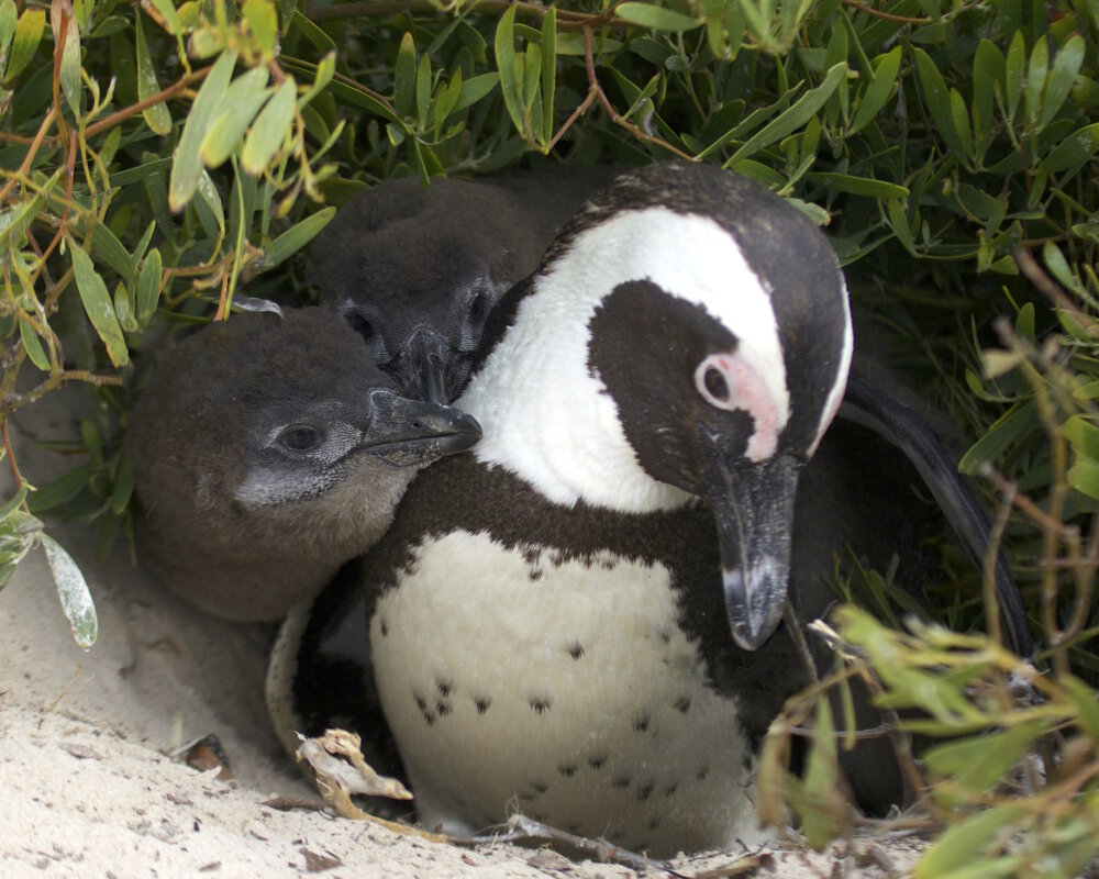 Le manchot du Cap (Spheniscus demersus) | Oiseaux marins | Vie marine