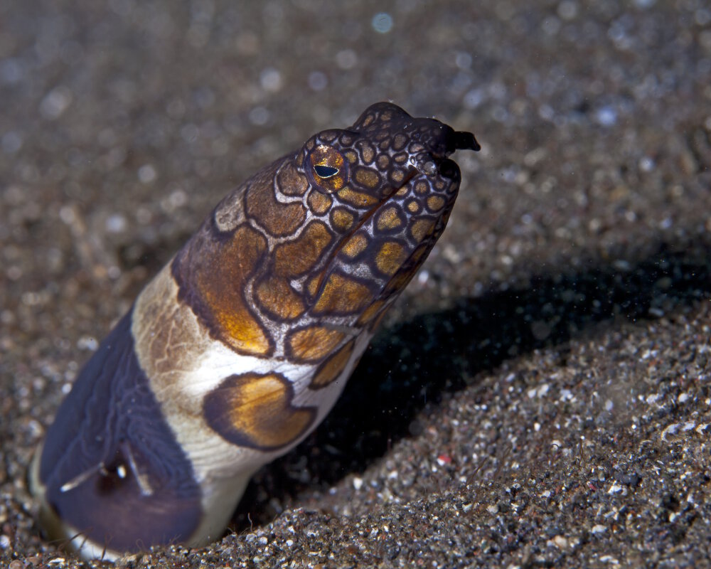 L'anguille serpent de Bonaparte (Ophichthus bonaparti) | Poissons ...