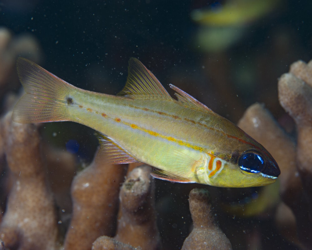 L'apogon de Seale (Ostorhinchus sealei) | Poissons marins | Vie marine