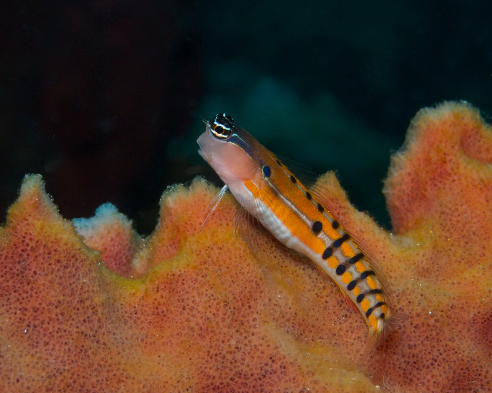 Le blennie clown d'Axelrod (Ecsenius axelrodi) | Poissons marins | Vie ...