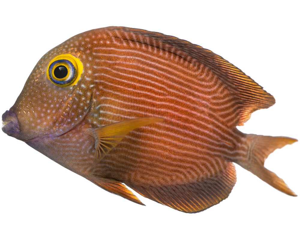 Le poisson chirurgien à cercle doré (Ctenochaetus strigosus) | Poissons ...