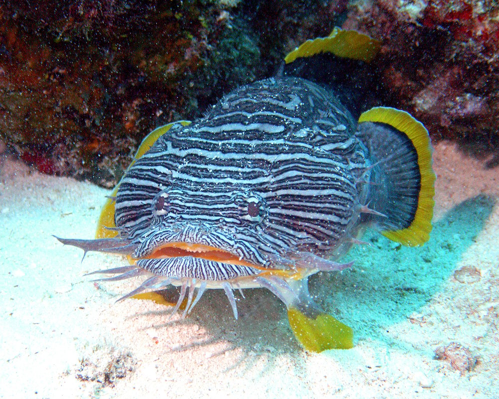 Le poisson crapaud splendide (Sanopus splendidus) | Poissons marins ...