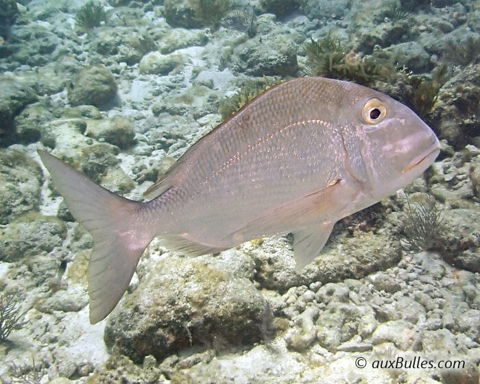 Le daubenet trembleur (Calamus bajonado) | Poissons marins | Vie marine