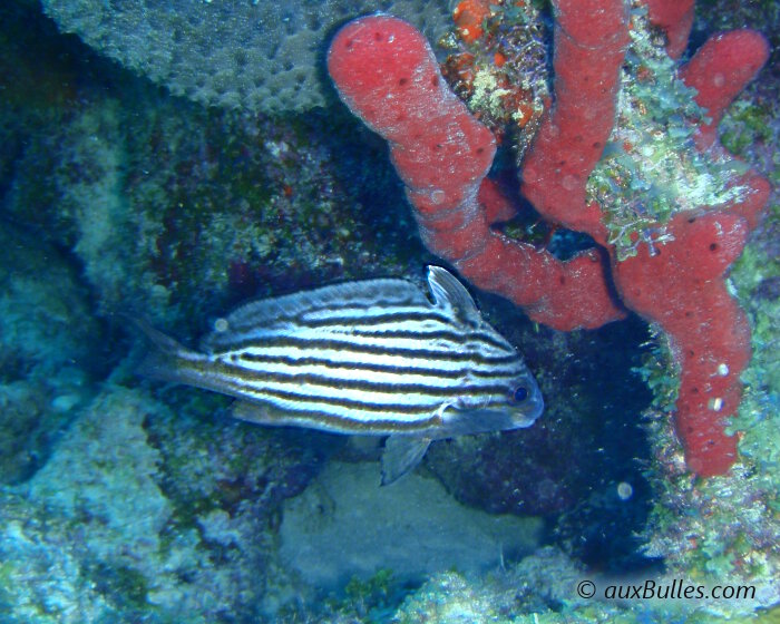 Le dragonnet (Pareques acuminatus) | Poissons marins | Vie marine