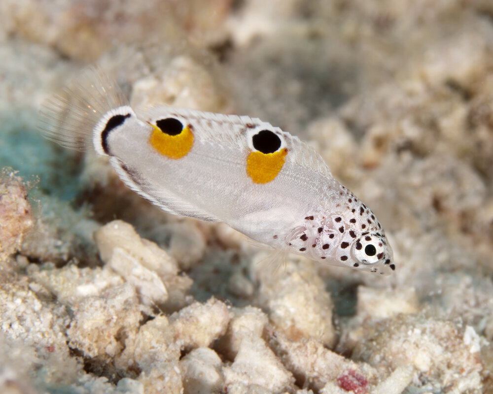 La girelle clown (Coris aygula) | Poissons marins | Vie marine