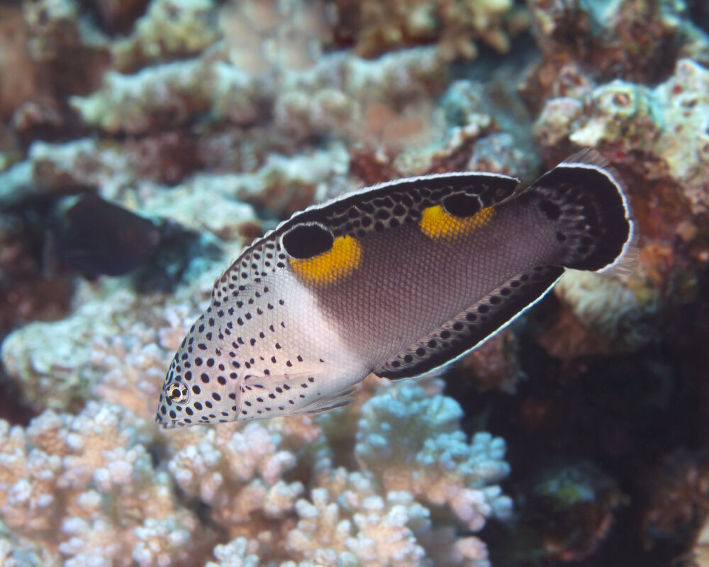 La girelle clown (Coris aygula) | Poissons marins | Vie marine