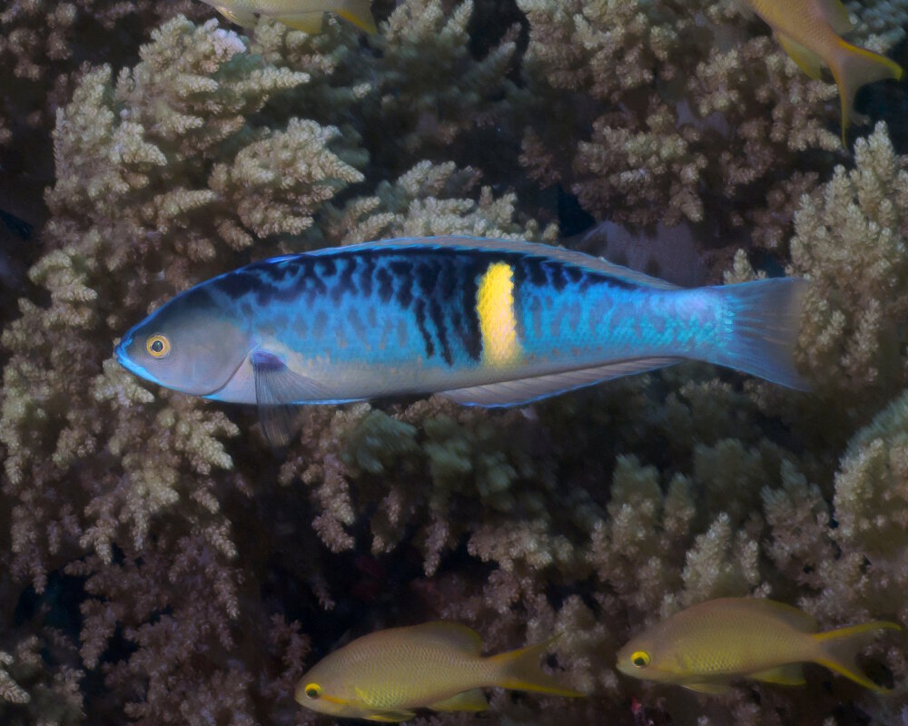La girelle des Philippines (Pseudocoris bleekeri) | Poissons marins ...