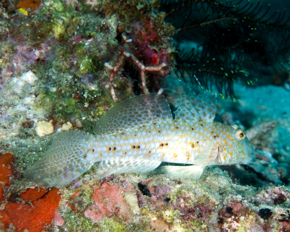 Le gobie d'Akihito (Exyrias akihito) | Poissons marins | Vie marine