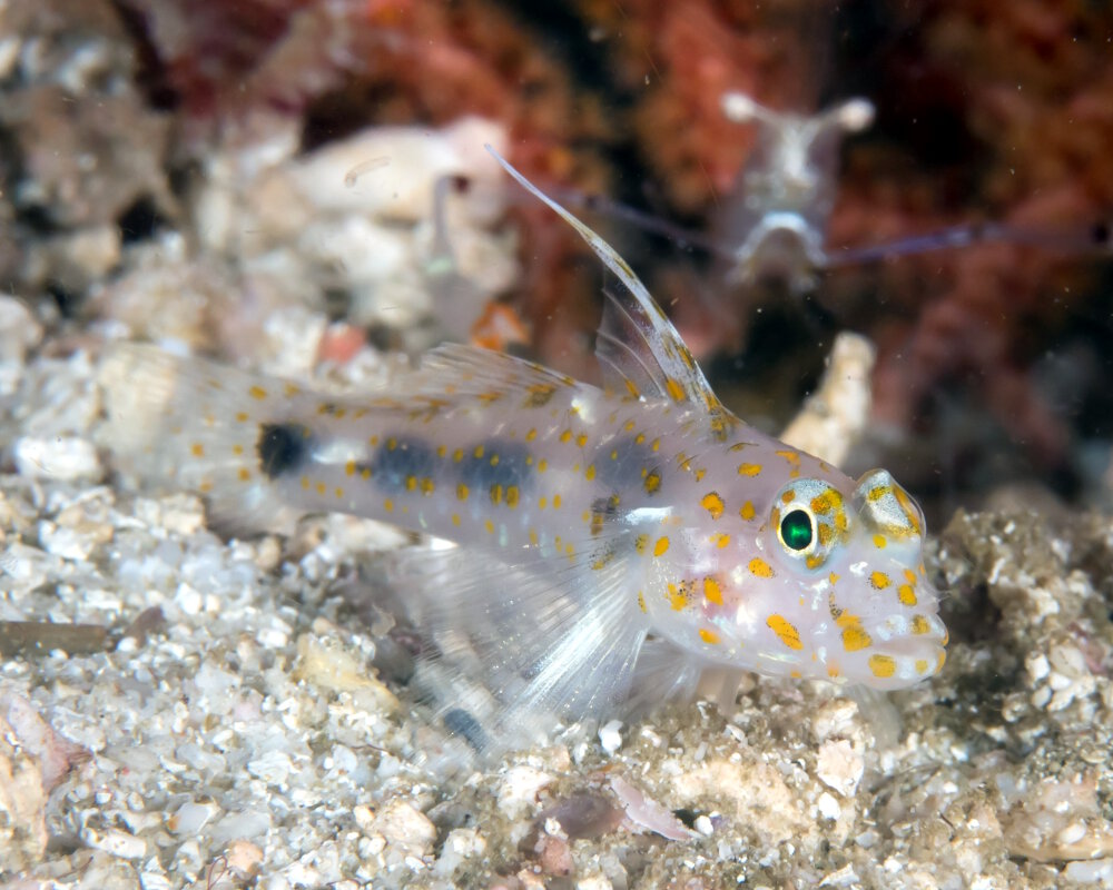 Le gobie de sable tacheté (Fusigobius inframaculatus) | Poissons marins ...