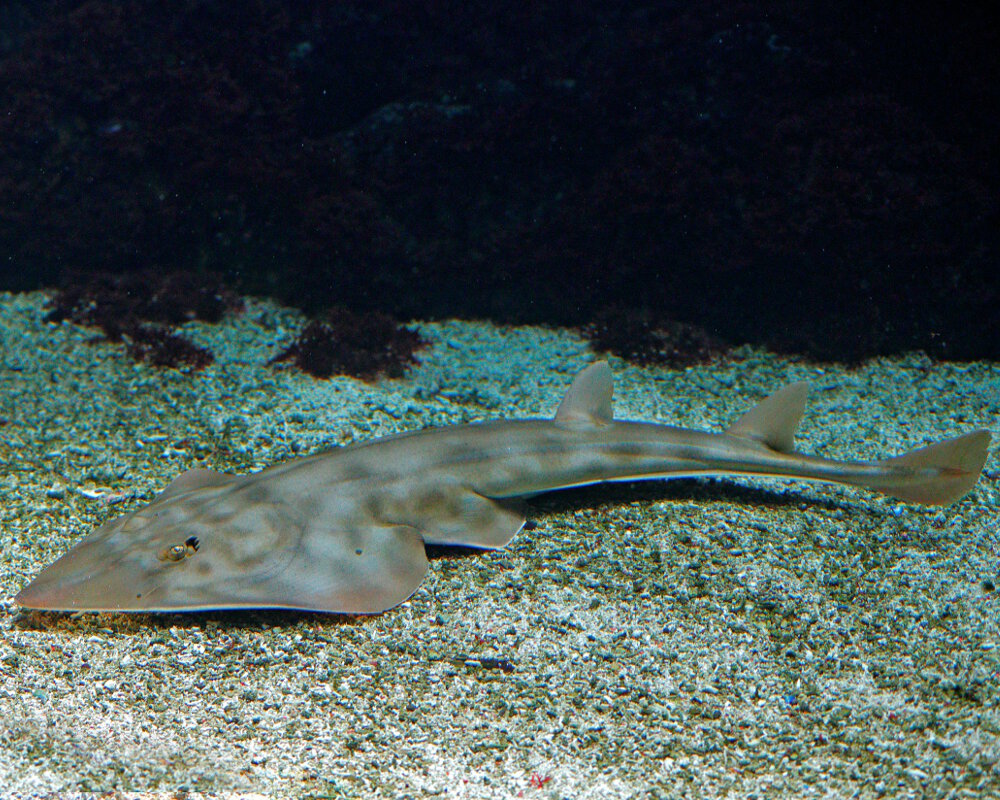 Le poisson guitare spatule (Pseudobatos productus) | Raies | Vie marine