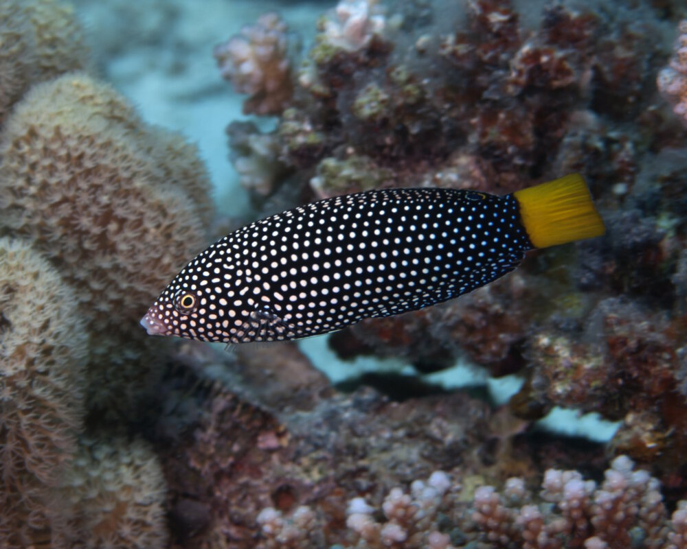 Vie marine, les poissons, le labre à queue jaune