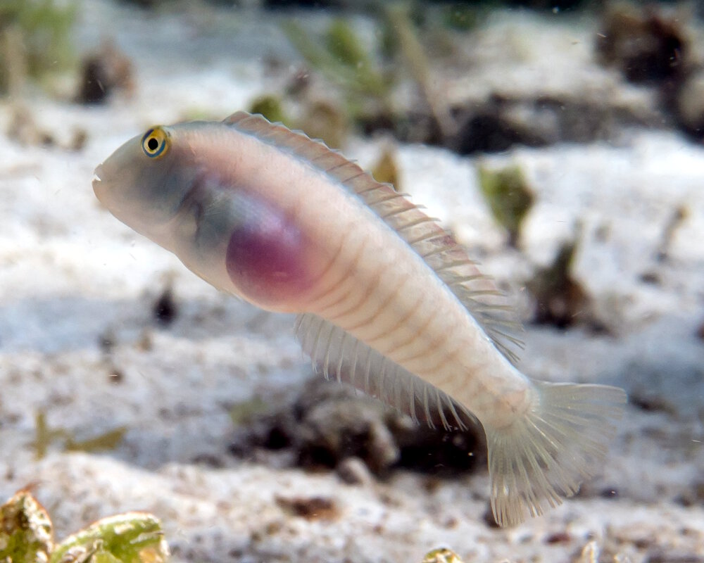 Le labre-rasoir couteau (Cymolutes praetextatus) | Poissons marins ...