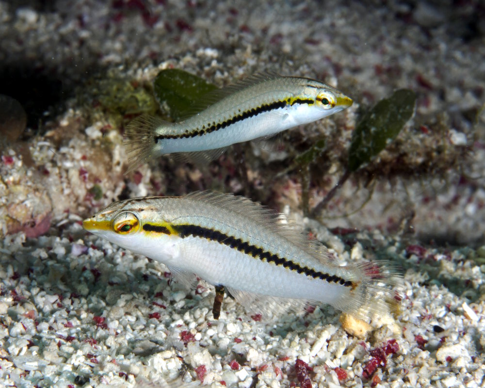 Le labre zigzag (Halichoeres scapularis) | Poissons marins | Vie marine