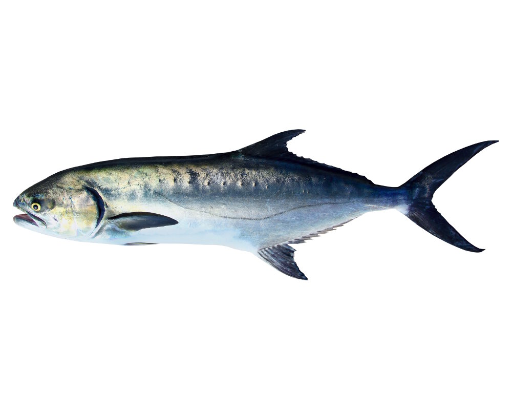 La liche amie (Lichia amia) | Poissons marins | Vie marine