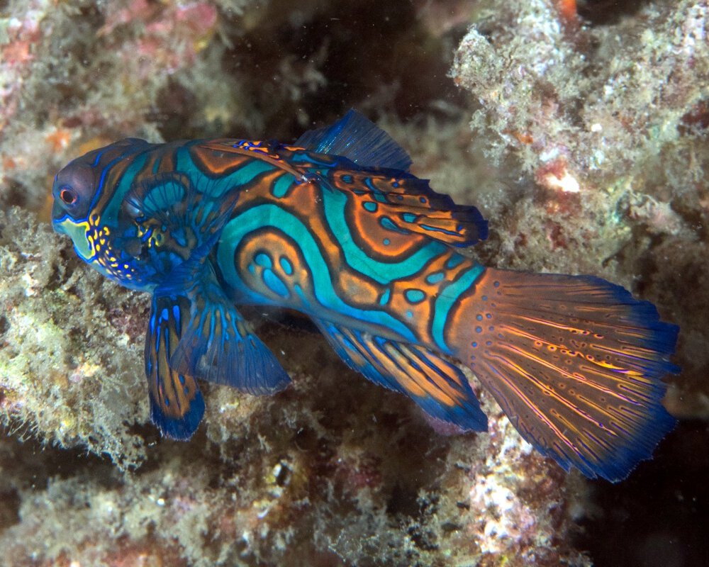 Le poisson mandarin (Synchiropus splendidus) | Poissons marins | Vie marine