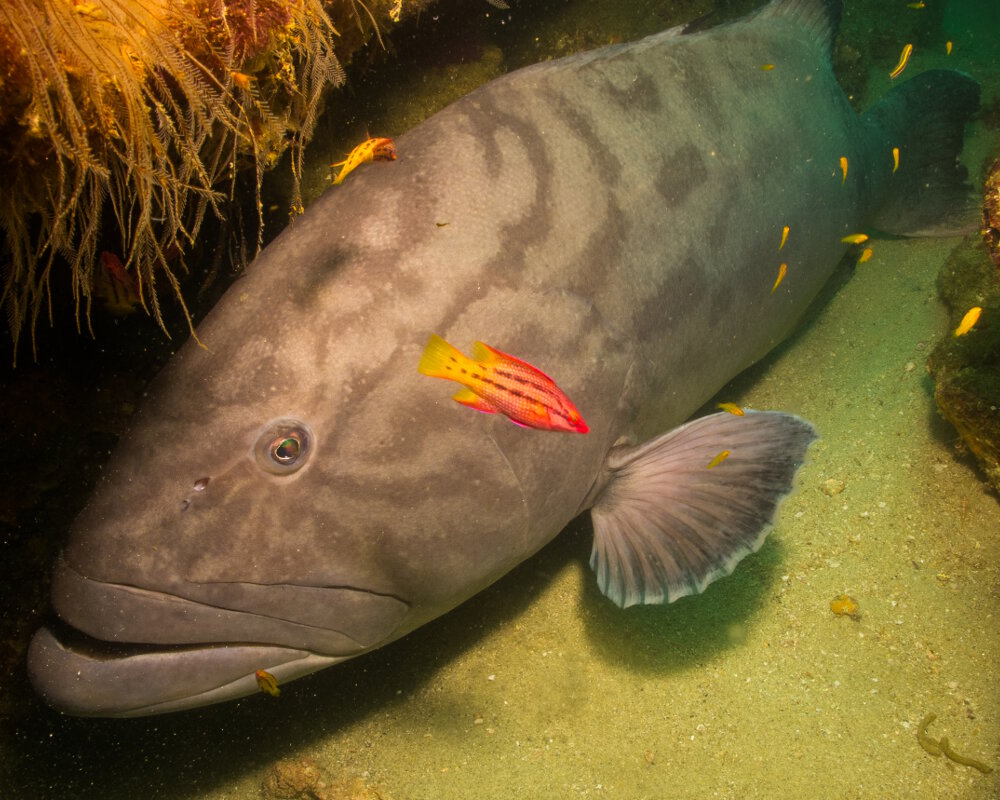 Le mérou du golfe (Mycteroperca jordani) | Poissons marins | Vie marine