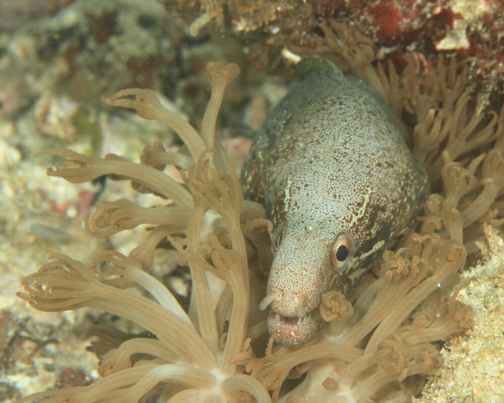 La murène à nageoire rayée (Gymnothorax zonipectis) | Poissons marins ...