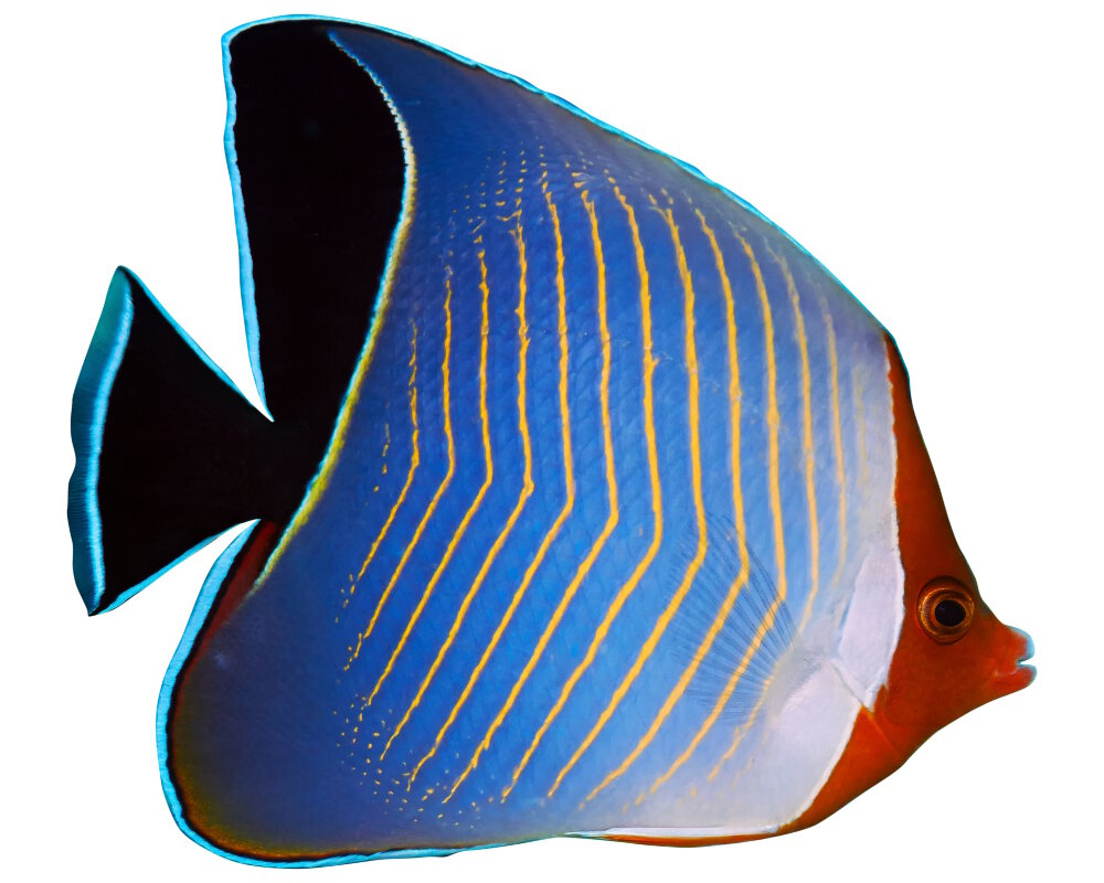 Le poisson papillon masqué (Chaetodon larvatus) | Poissons marins | Vie ...