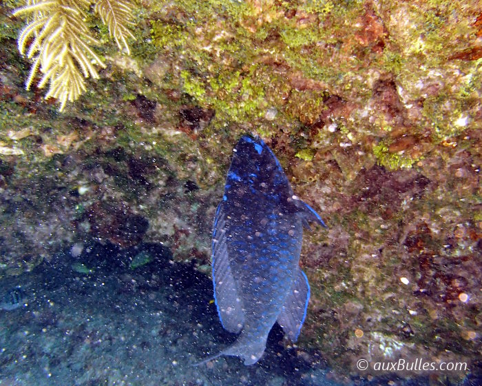 Le poisson perroquet noir (Scarus coelestinus) | Poissons marins | Vie ...