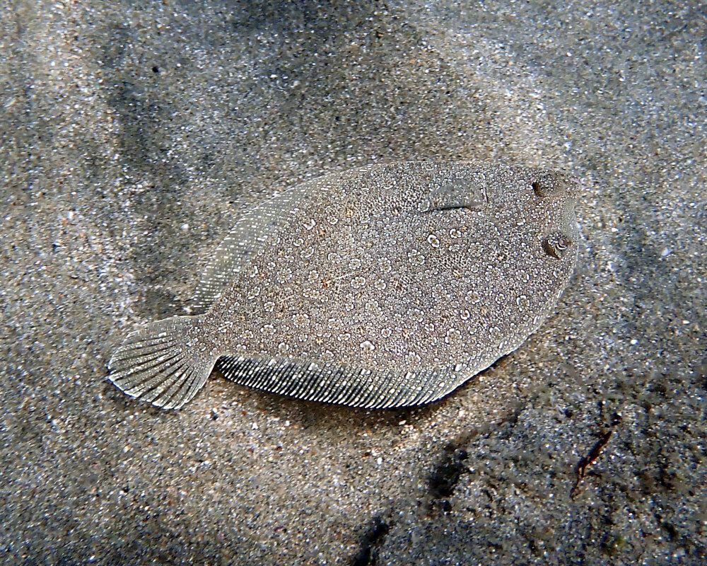 The wide-eyed flounder (Bothus podas) | Fish | Sealife guide
