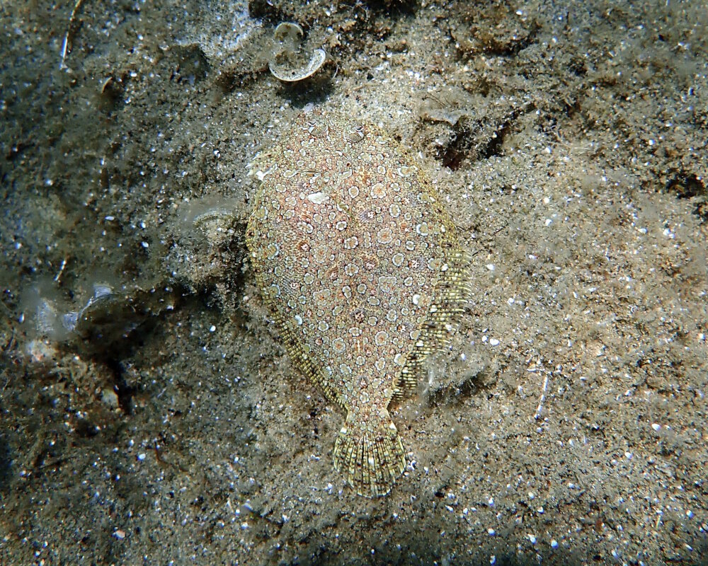 The wide-eyed flounder (Bothus podas) | Fish | Sealife guide