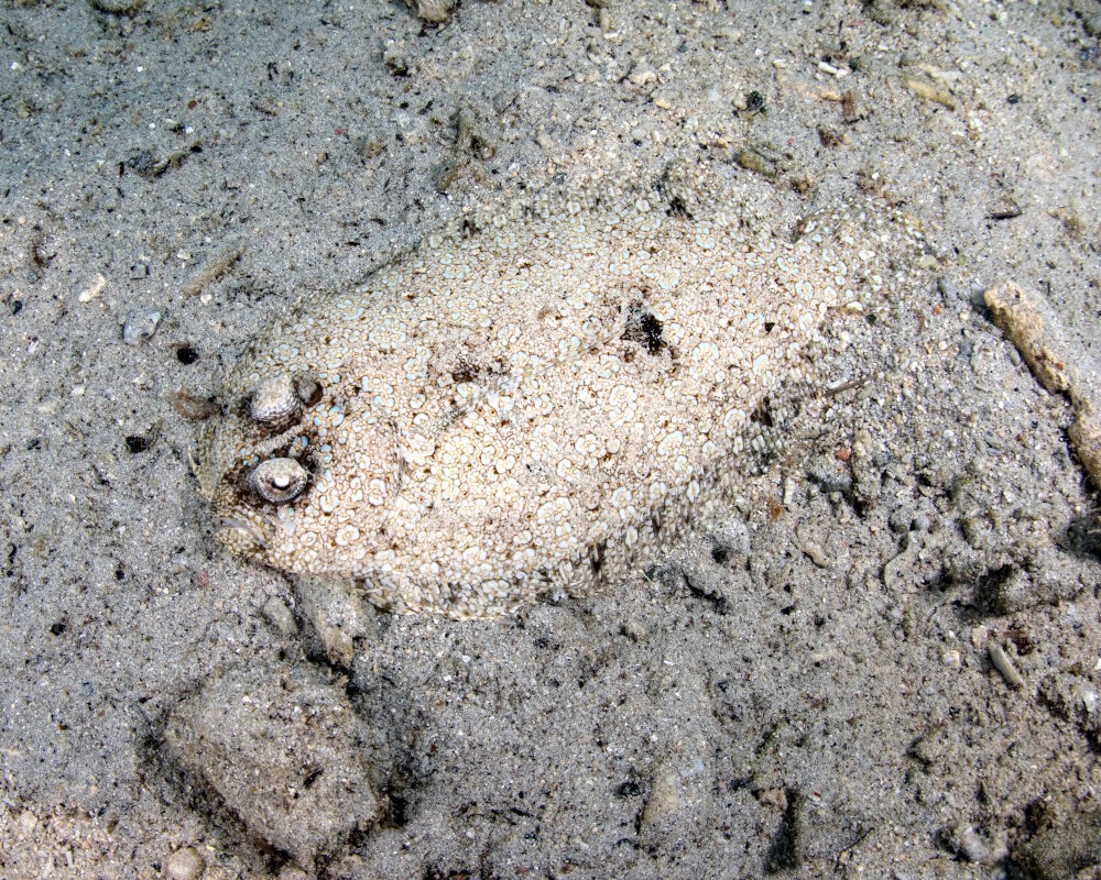 The leopard flounder (Bothus pantherinus) | Fish | Sealife guide