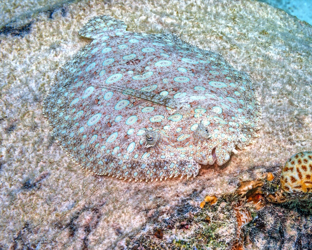 The tropical flounder (Bothus mancus) | Fish | Sealife guide
