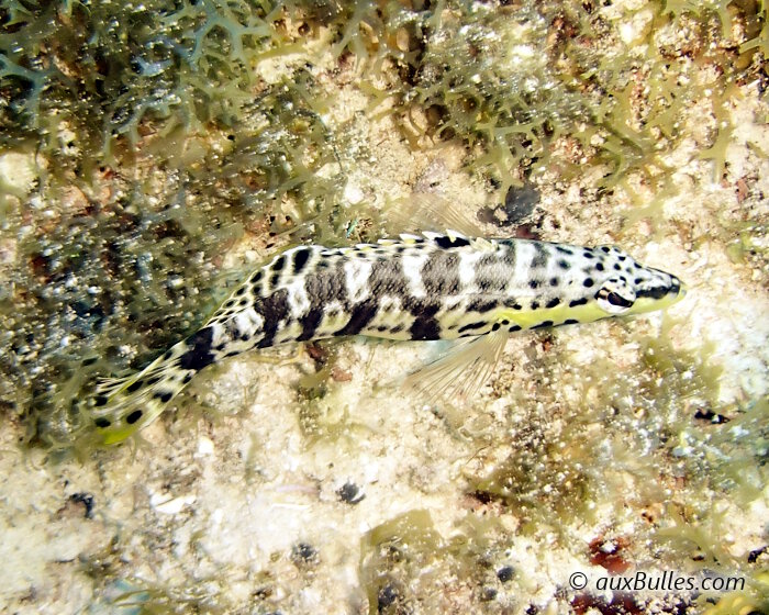 Le serran arlequin (Serranus tigrinus) | Poissons marins | Vie marine