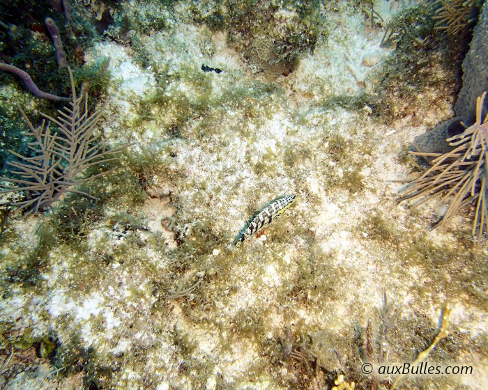 Le serran arlequin (Serranus tigrinus) | Poissons marins | Vie marine