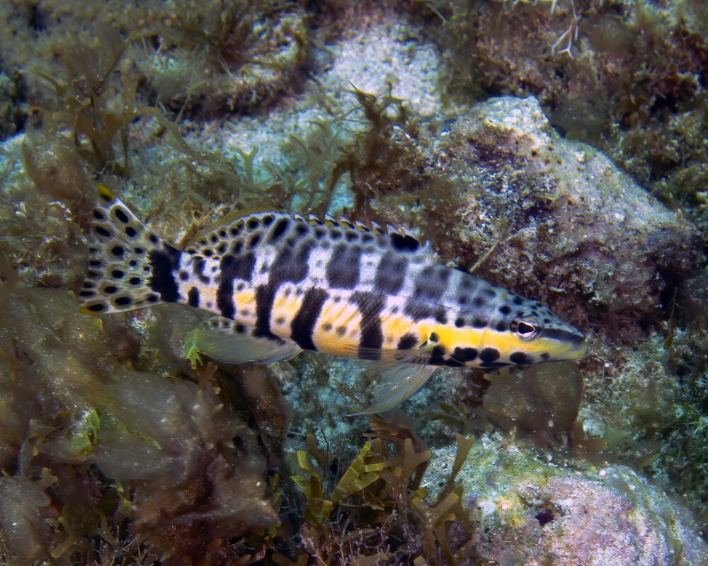 Le serran arlequin (Serranus tigrinus) | Poissons marins | Vie marine
