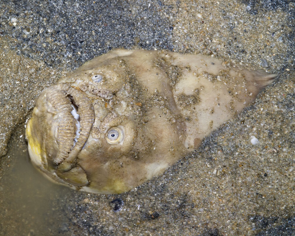 L'uranoscope à long nez (Ichthyscopus lebeck) | Poissons marins | Vie ...