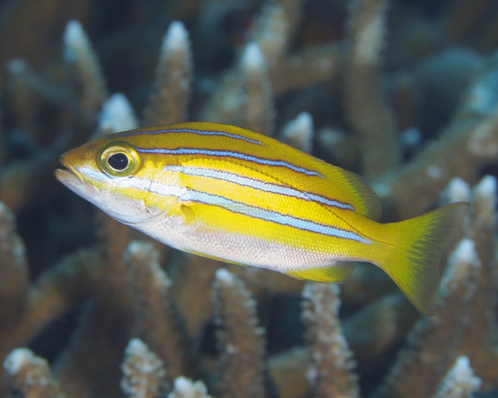 Le vivaneau du Bengale (Lutjanus bengalensis) | Poissons marins | Vie ...