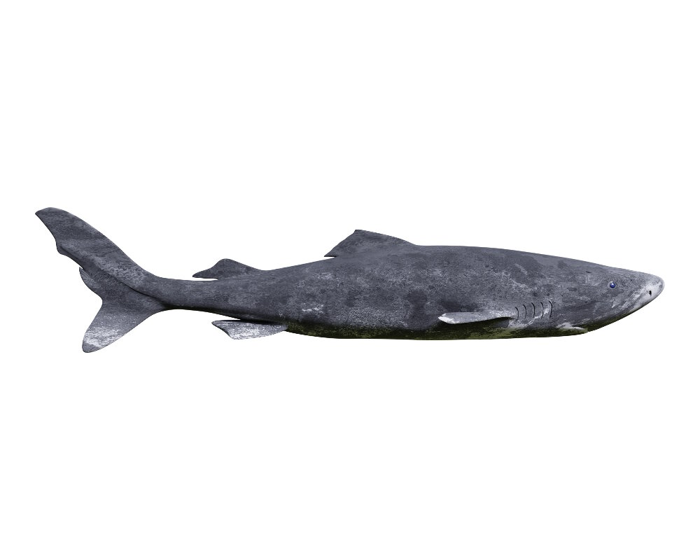 Le requin du Groenland (Somniosus microcephalus) | Requins | Vie marine