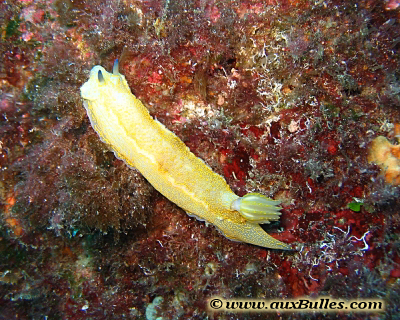 La flore et la faune sous-marines : Doris geant hypselodoris elegans