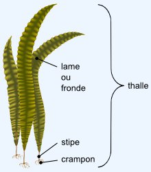 thalle - définition - C'est quoi