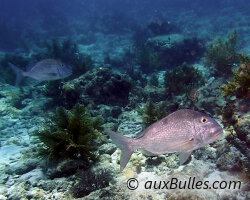 Poisson, gorette, des, vierges, anisotremus, virginicus | Vie marine