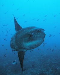 Poisson, lune, mola, mola | Vie marine