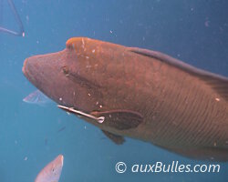 Bio marine, les poissons, le poisson Napoléon