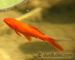 Bassin de jardin, les poissons, le poisson rouge commun
