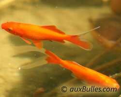 Bassin de jardin, les poissons, le poisson rouge commun