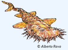 La flore et la faune sous-marines : Requin tapis barbu eucrossorhinus ...