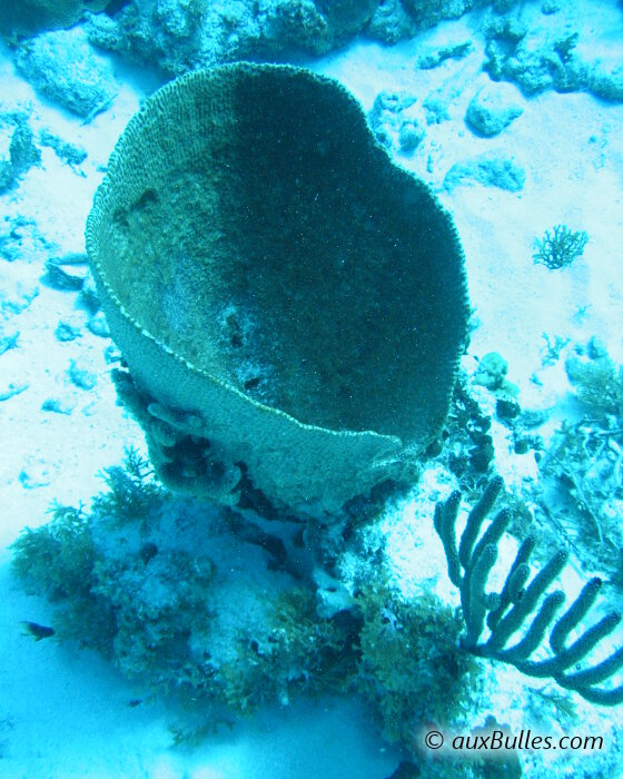 La flore et la faune sous-marines : Spongiaires